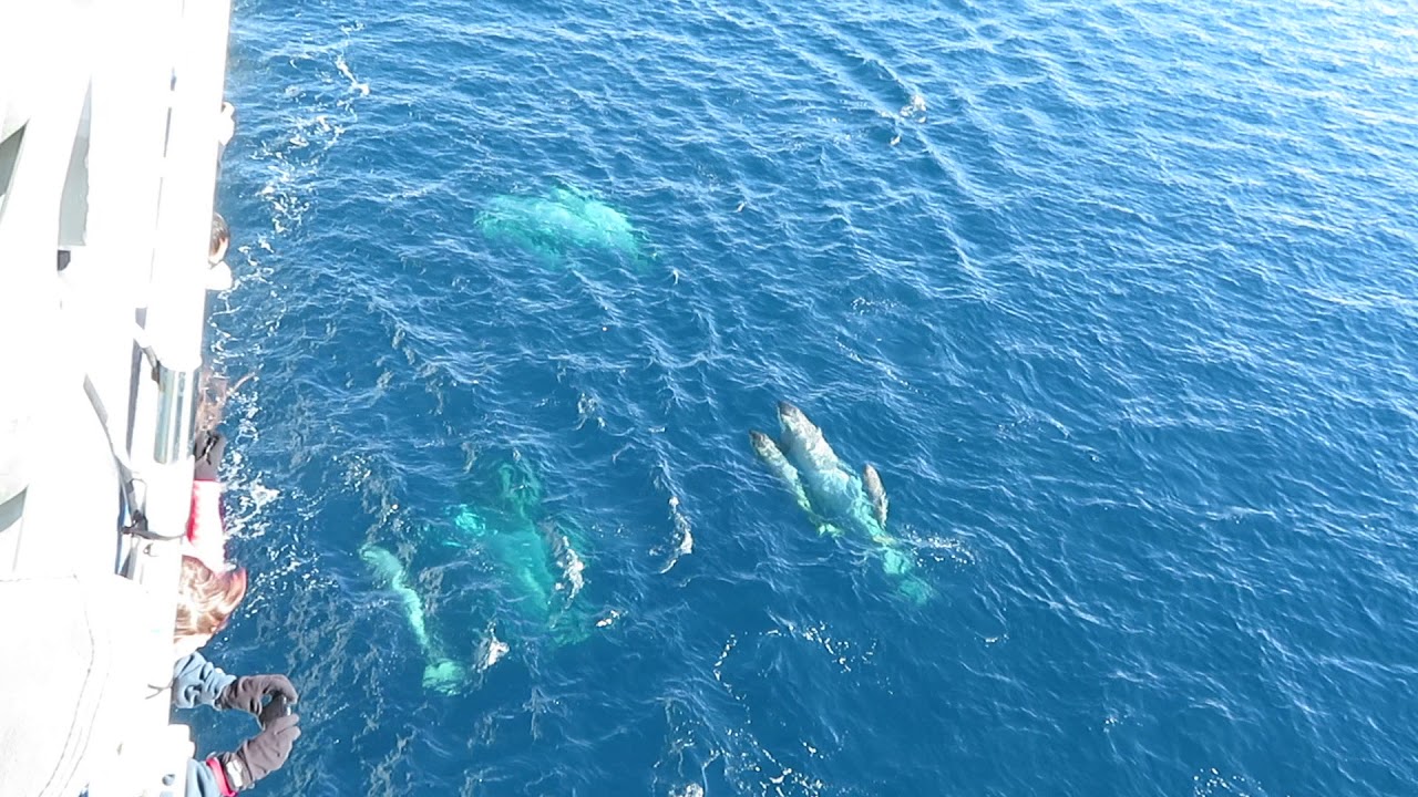 Dolphins!!! Antarctica!!! - YouTube