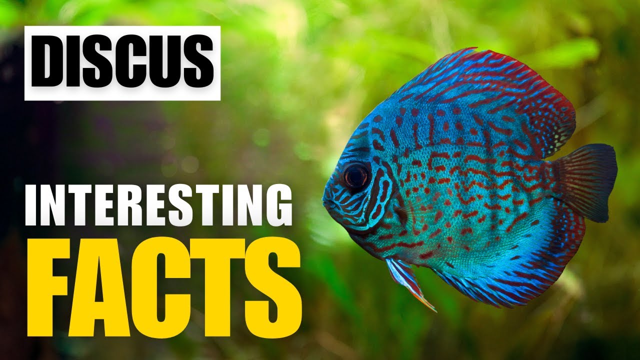 How to Uncover the Amazing Facts of Discus? | Interesting Facts | The ...