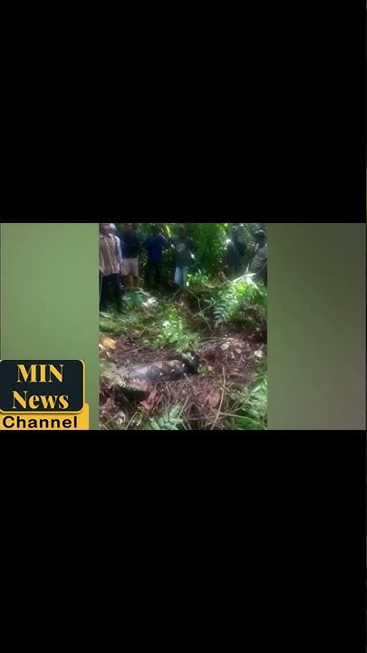 Missing grandmother eaten alive by 22 foot long python in Indonesia ...