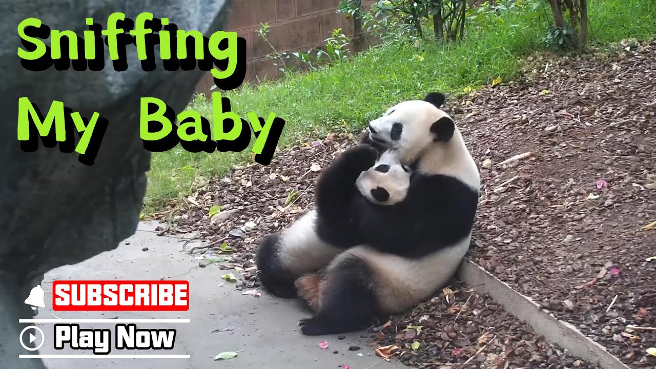 Different Stages Of Panda Mom’s Parenting Time | iPanda - YouTube