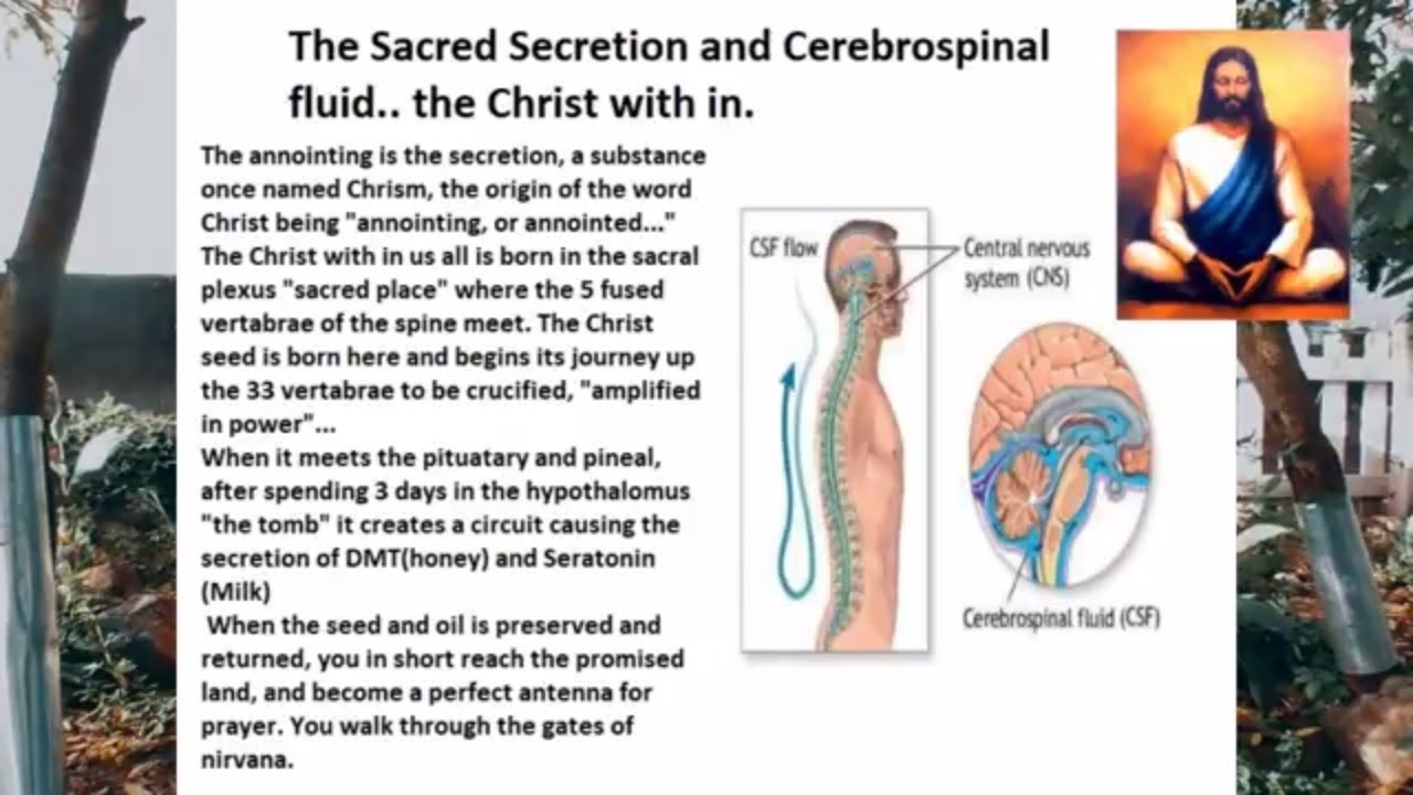 The true sacred anointing? The Chrism in your skull? The science of the ...