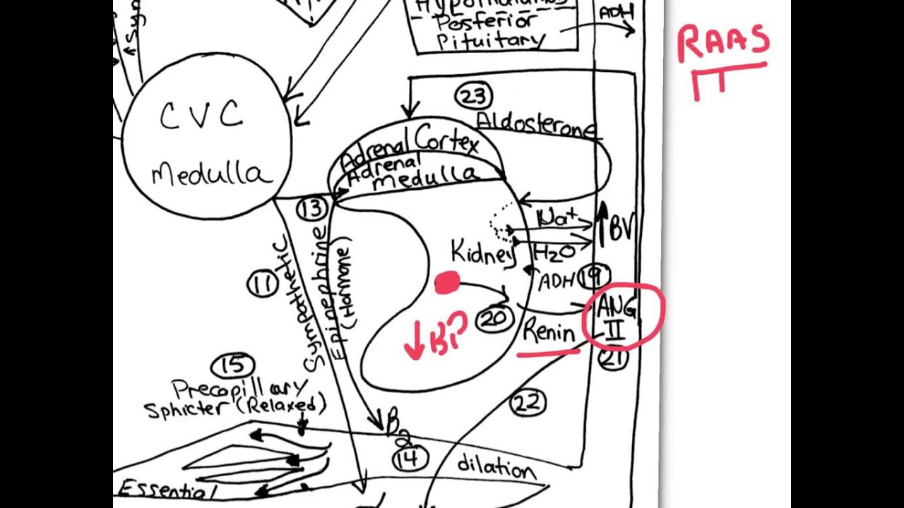 blood pressure concept map 4 - YouTube