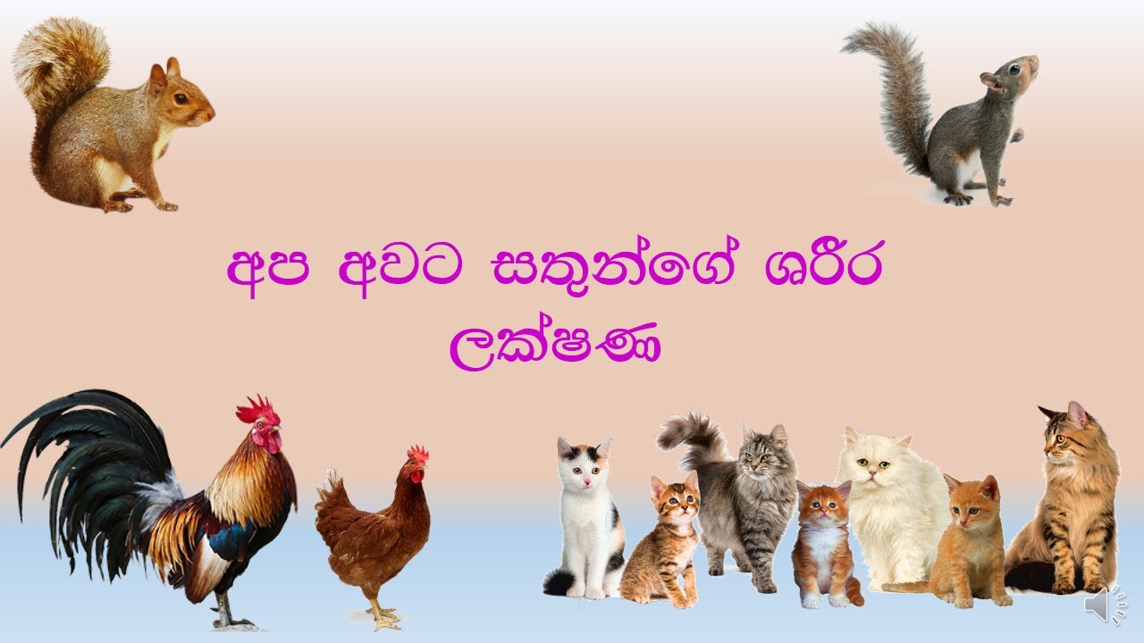 අප අවට සතුන්ගේ ශරීර ලක්ෂණ Youtube