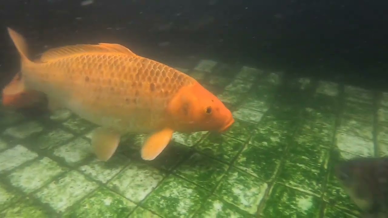 ORANGE carp 🎏 🍊/ikan kap/ikan mas... - YouTube