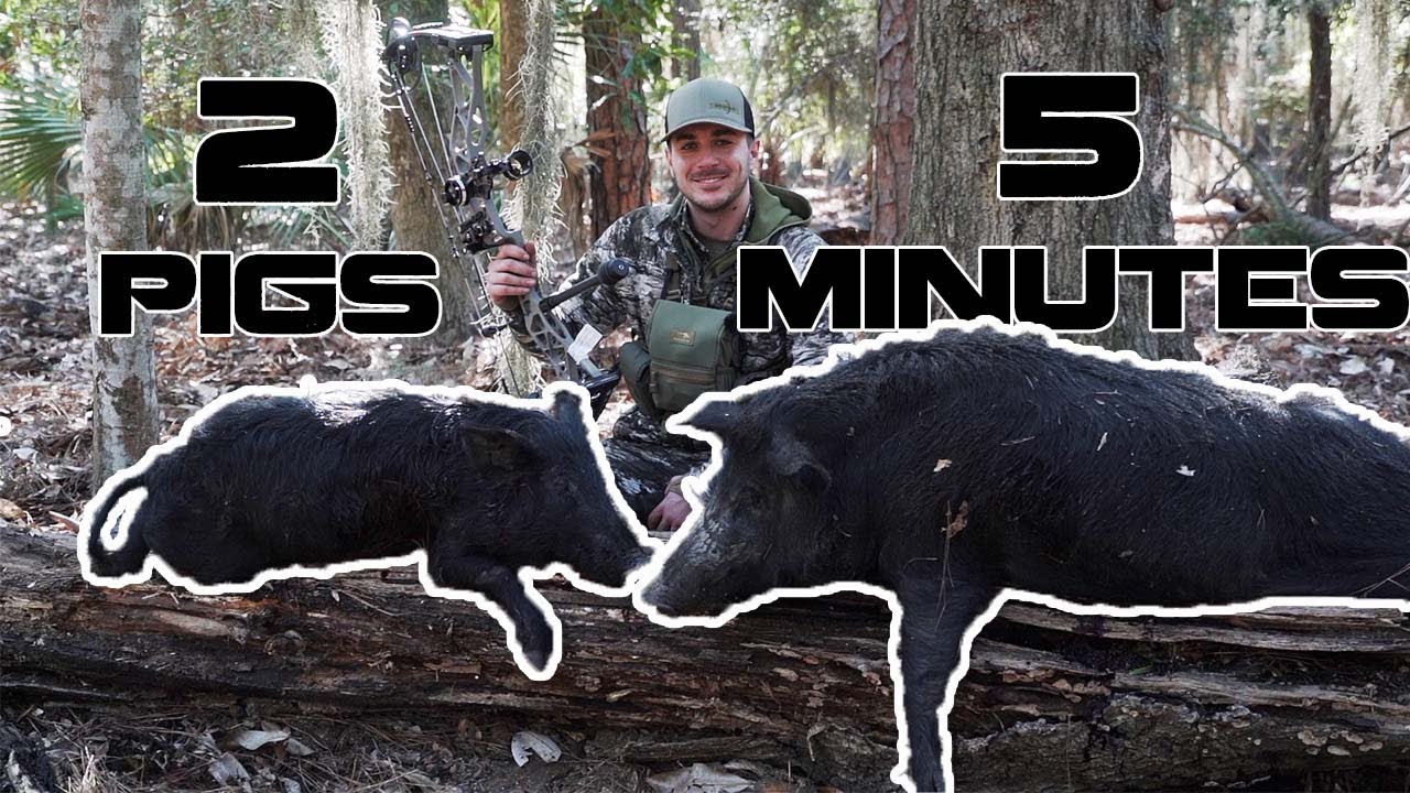 2 Pigs in 5 MINUTES (Bow Hunting for Wild Pigs) - YouTube