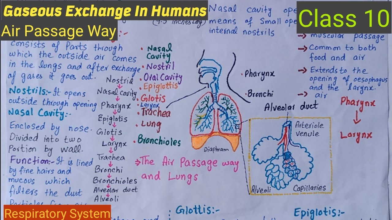 Gaseous Exchange In Humans || The Air Passageway || Class 10 || Lec#03 ...