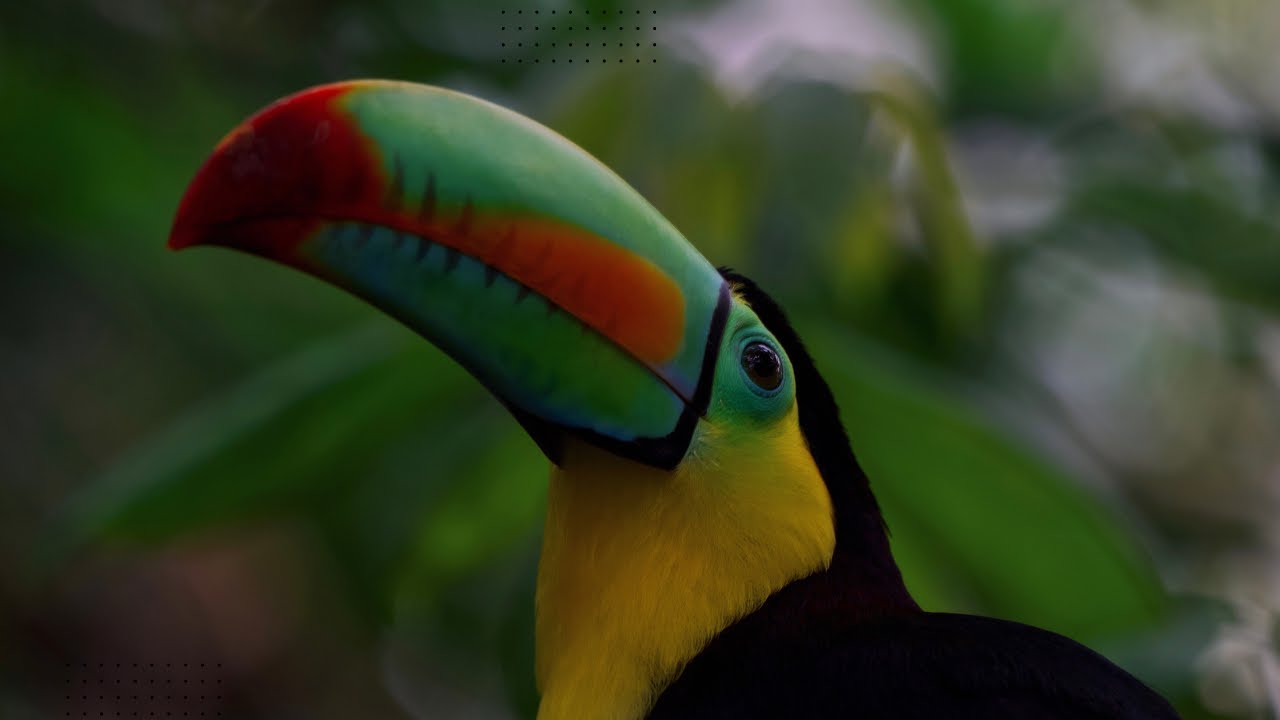 Toucon Bird #toucon #birds #parrot #subscribe - YouTube