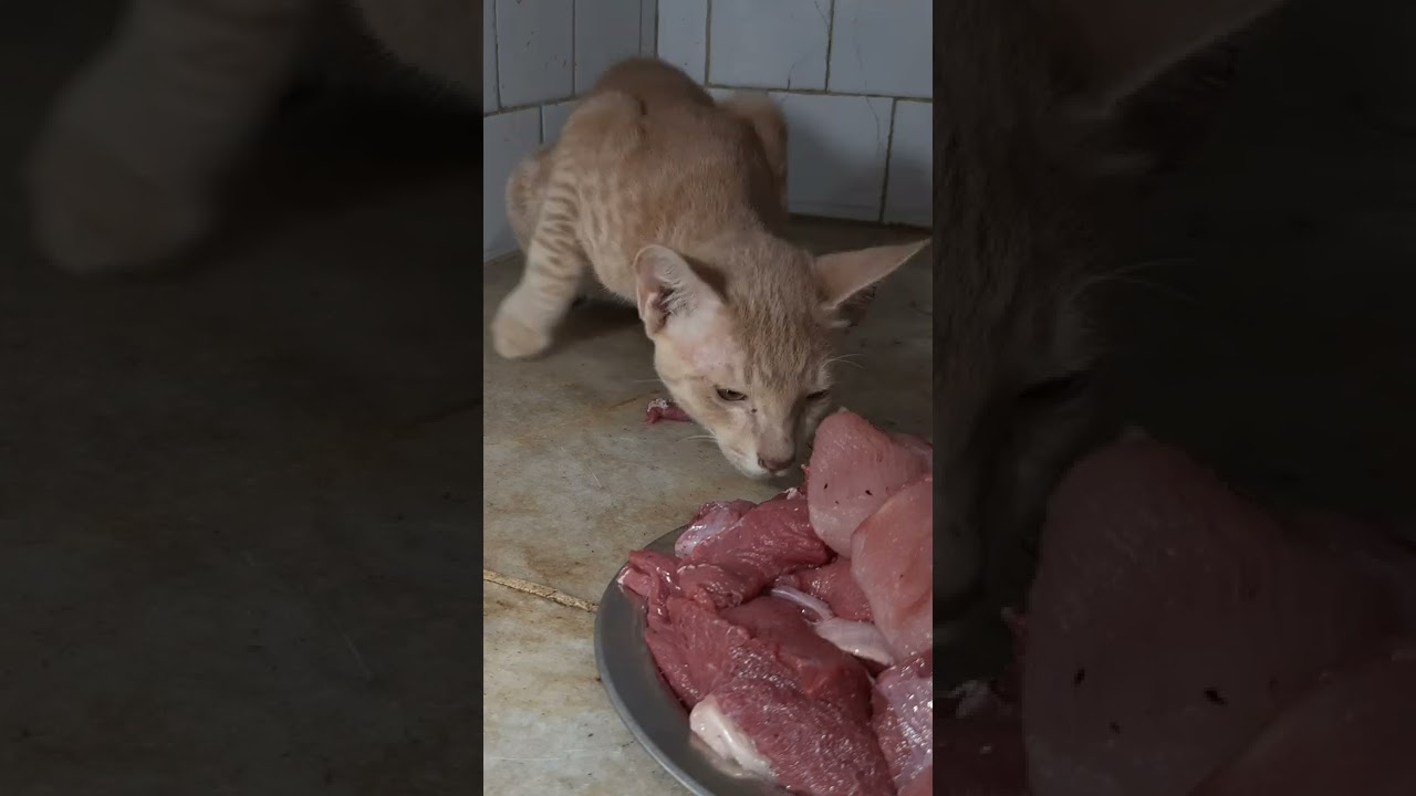 Mutton vs chicken. Full video link in description. Cat/kitten's ...