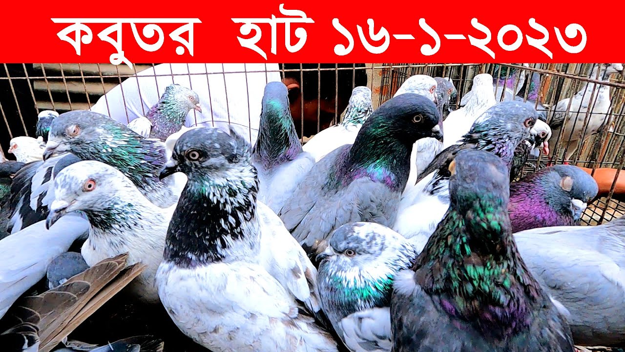 কবুতর হাট ১৬-১-২০২৩ | kobutor hat 2023 | pigeon market in bangladesh ...