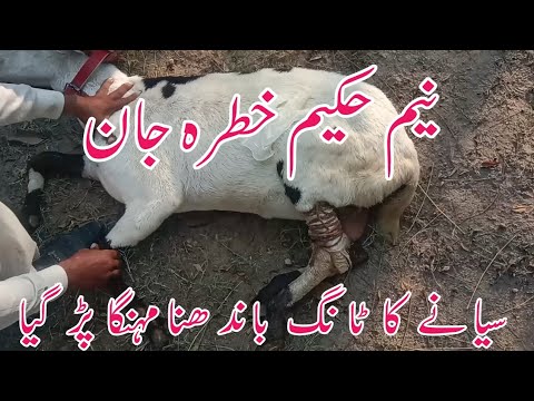 tibial fracture in goat | mismanagement of fracture | Dr Furqan Basheer ...