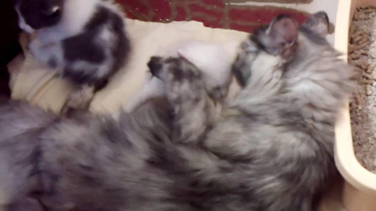 Smoky's Babies - Japanese Bobtail Kittens born 5/7/16 - YouTube