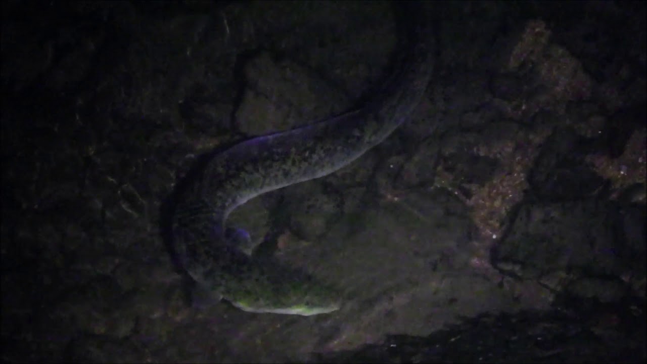 Giant Mottled Eel 花鰻鱺 / 白鱔 - YouTube