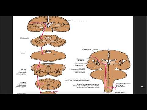 Spinal Cord and Tracts - YouTube
