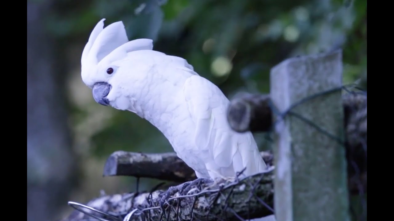 Cute Animals with a Dramatic Twist - YouTube