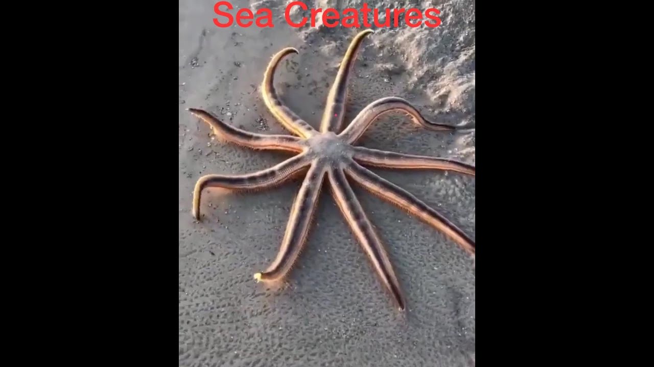 Sea Creatures | Beautiful Beach surprise Ocean Creatures | Under Water ...