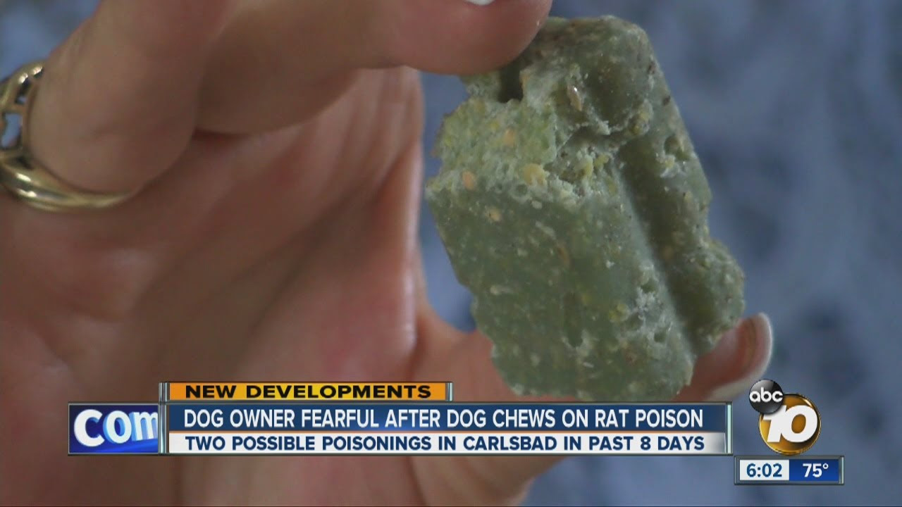 What Happens If My Dog Eats Tomcat Mouse Poison Updated December 2022 Wikidoggia what-happens-if-my-dog-eats-tomcat-mouse-poison-updated-december-2022-wikidoggia
