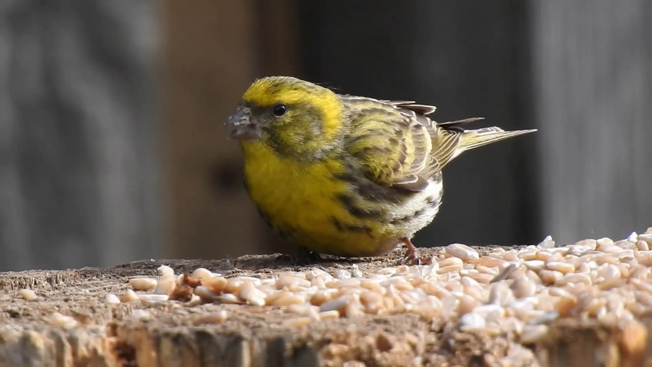 Kulczyk chłopak (ptak) - lubi ziarna słonecznika - YouTube