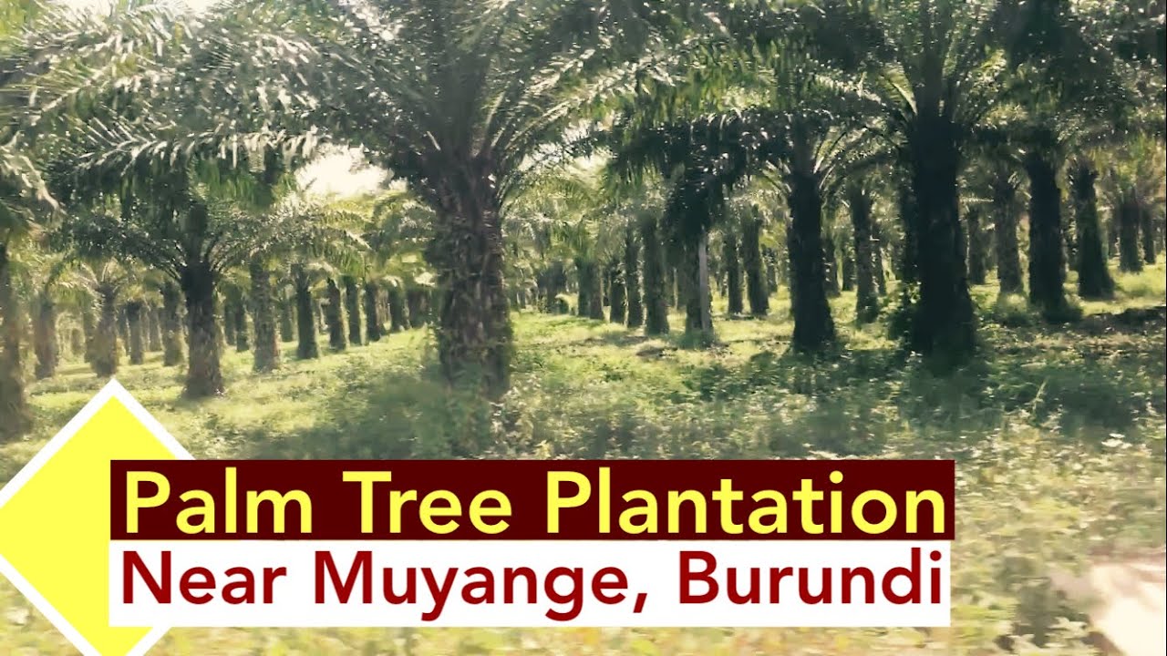 Palm Tree Plantation Muyange, Burundi Countryside - YouTube