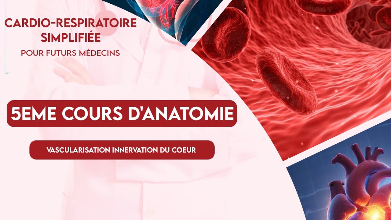 Cardio UE01 : vascularisation et innervation du cœur (COURS 5 NAZIM ...