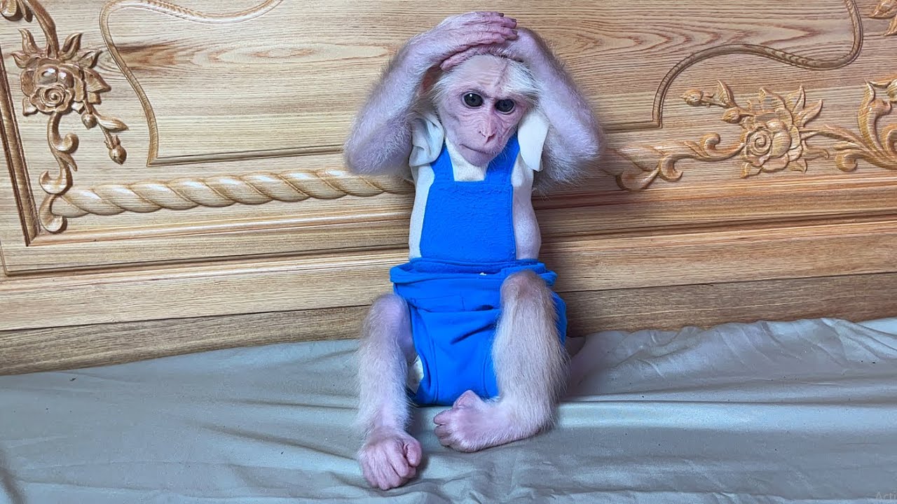 Monkey luk was worried when couldn't see his beloved toy - YouTube