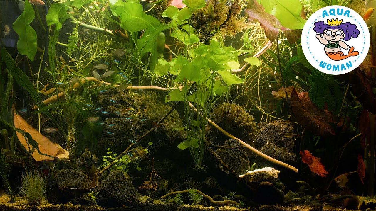 Freshwater Fish and Chill - Over 60 Minutes of Aquarium Footage - YouTube