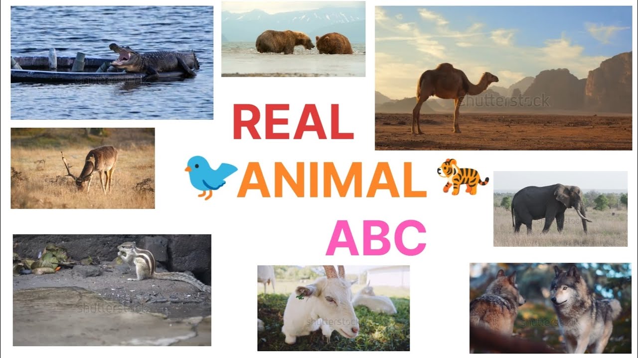 "ABC Song with Real Animals 🐘🐒 | Learn Alphabet with Wildlife Fun!"# ...