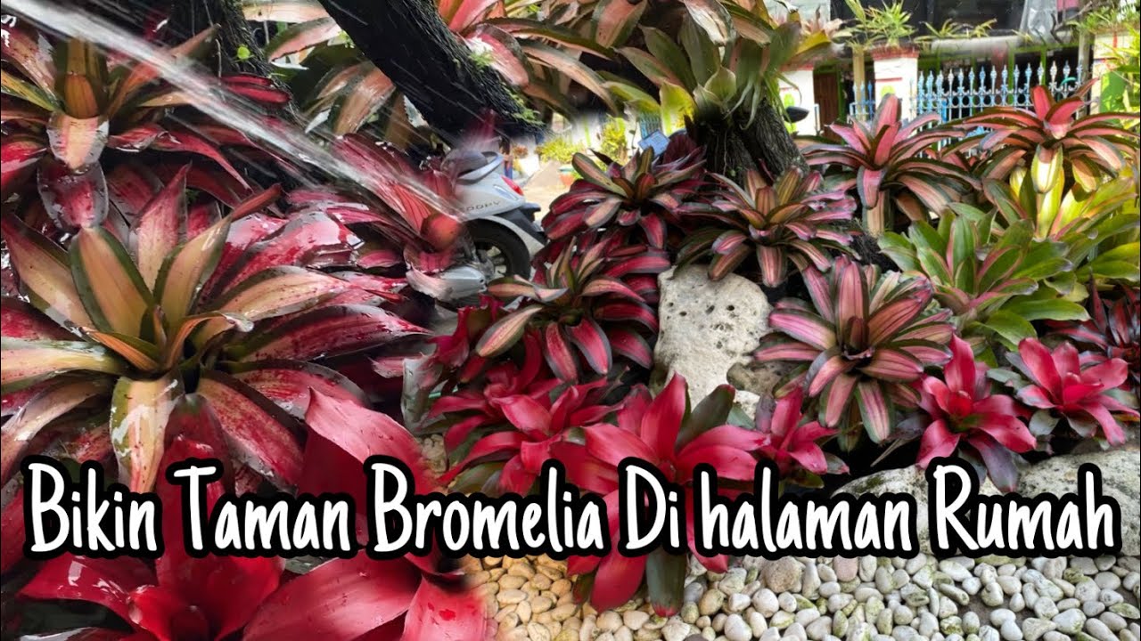 Cara Membuat Taman Bromelia yang Indah di Halaman Rumah - YouTube