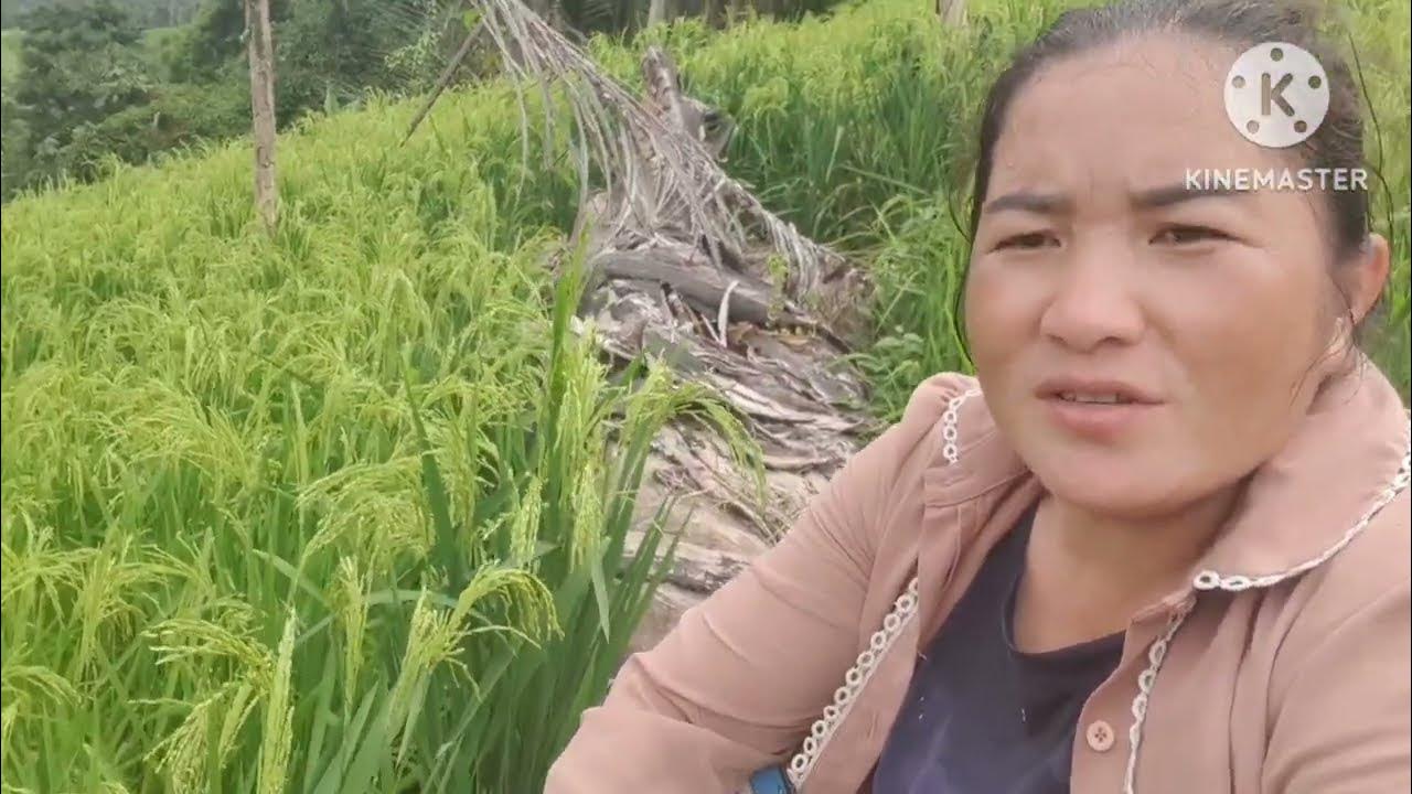 nrog kuv tus txiv tsev wb mus ncig saib kuv cov plej ma zoo nkauj tiag2 lis os 5 ຕຸລາ 2024 - YouTube