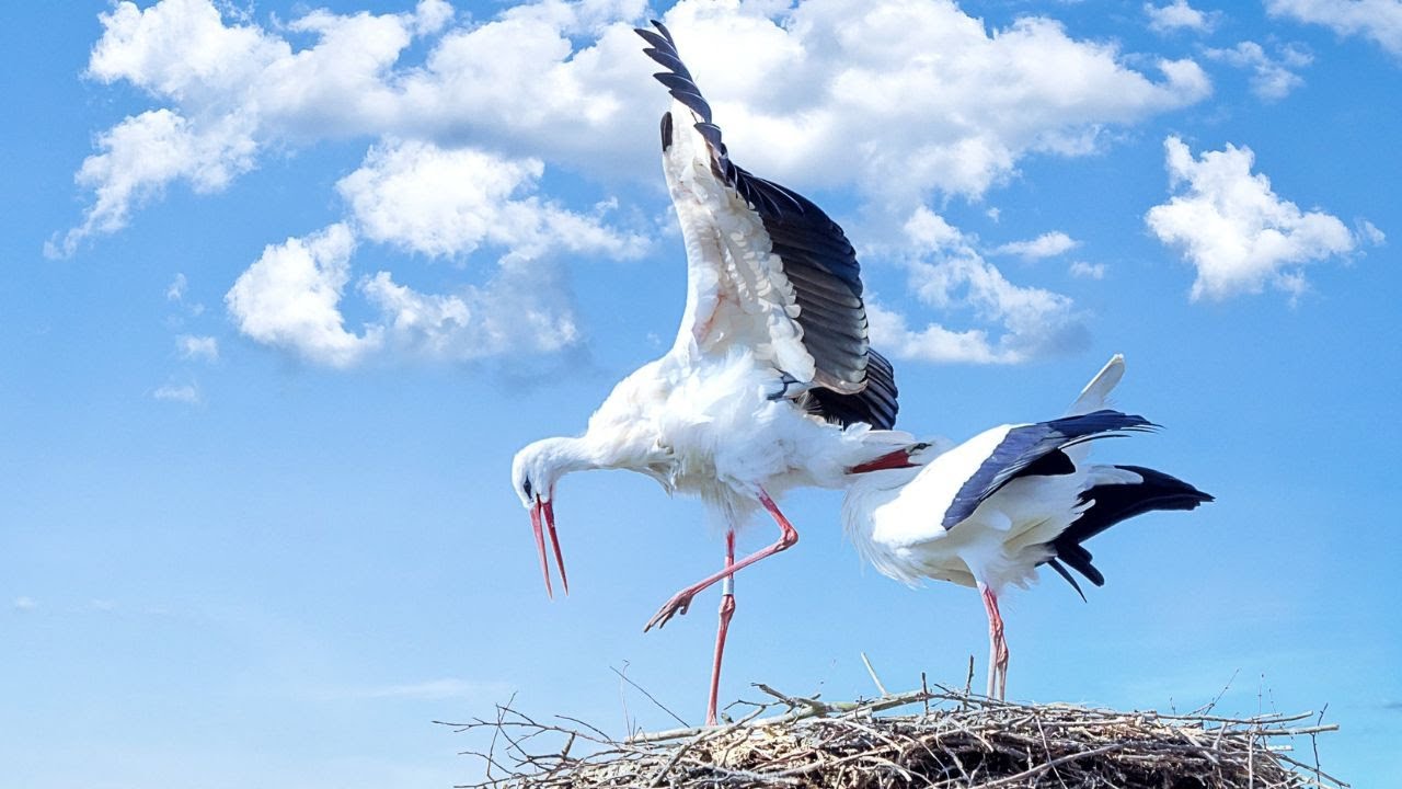10 Most Amazing Nests Built By Birds In The World - YouTube