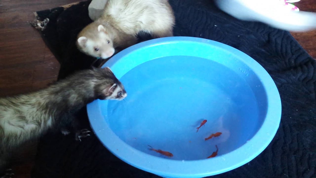 FAILED attempt to get ferrets to fish - YouTube