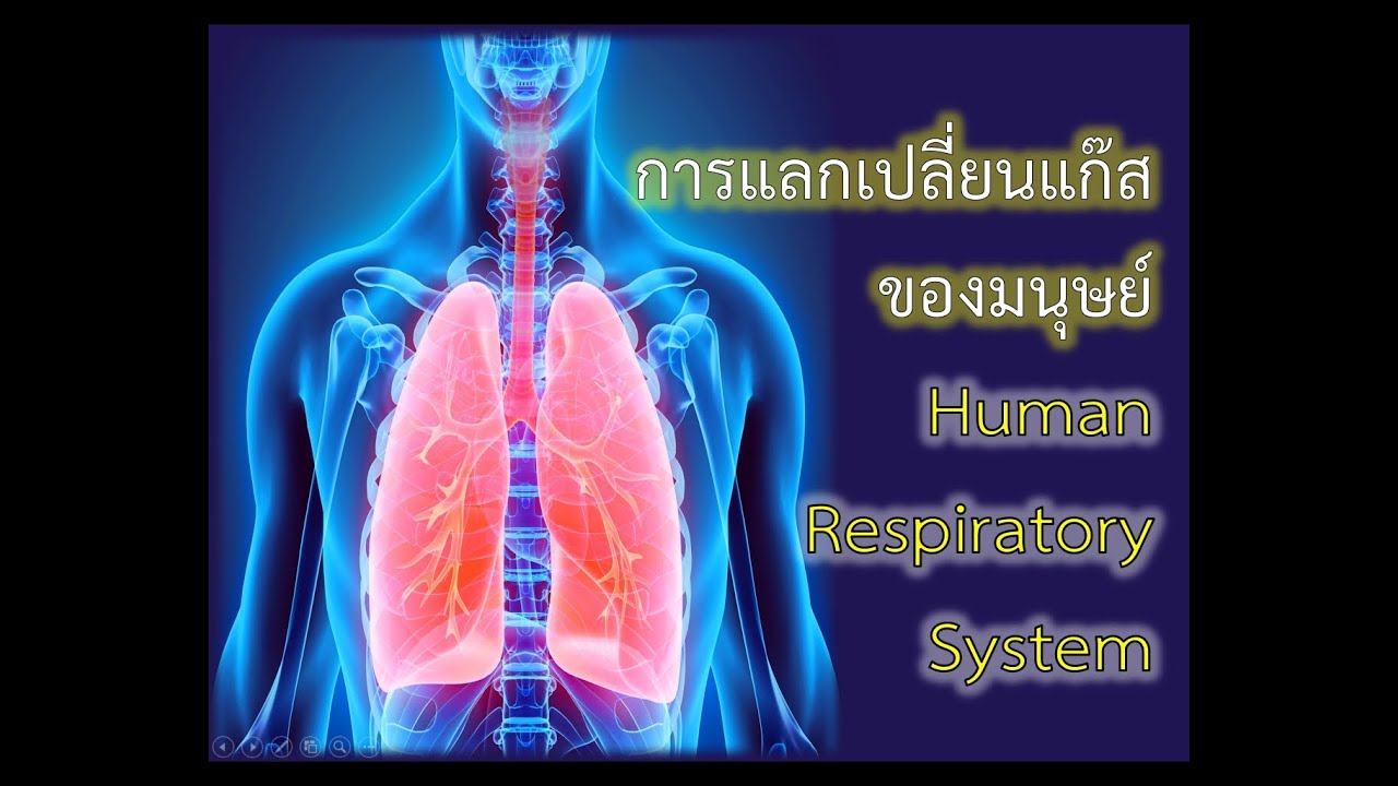 Respiratory system Part 2 Human Respiratory system - YouTube