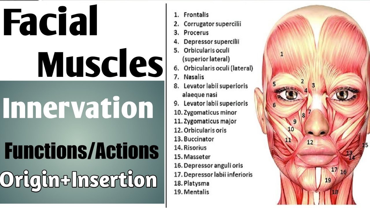 Facial Muscles, Origin, Insertion, innervation and actions. - YouTube