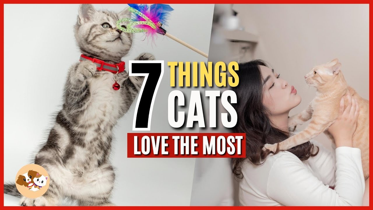 The secret to a Happy Cat: 7 things they love | 7 things Cats Love the ...