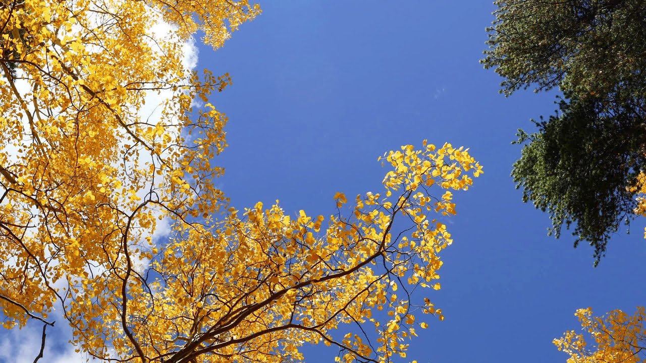 Wind Blowing Through the Trees and Sounds of Rustling Leaves Falling ...