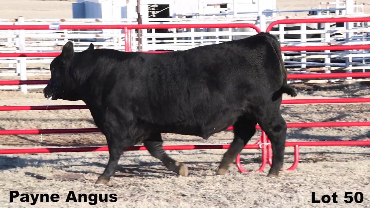 Payne Angus Lot 50 - YouTube