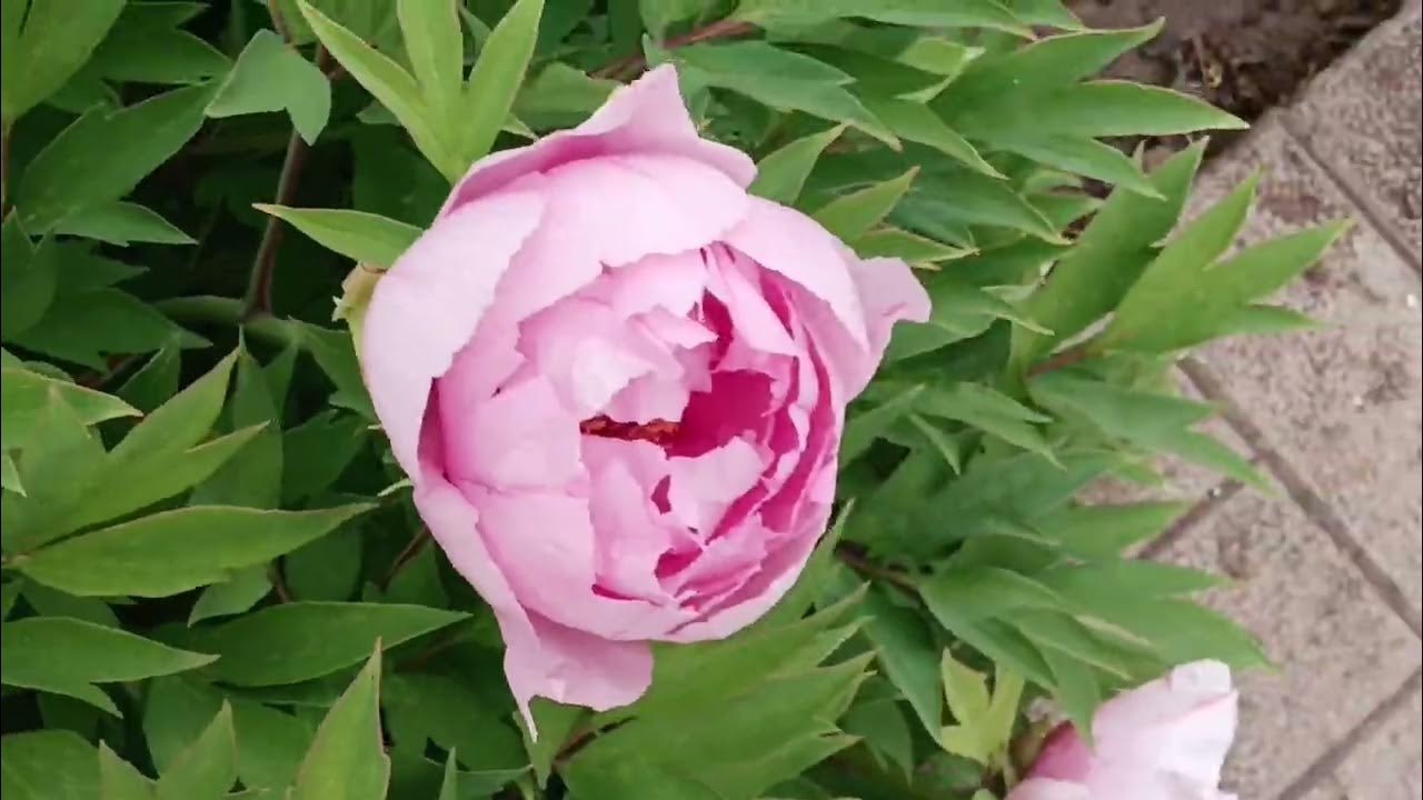 FLOWERS 🌺🌺🌺 Big peonos большие пионы - YouTube