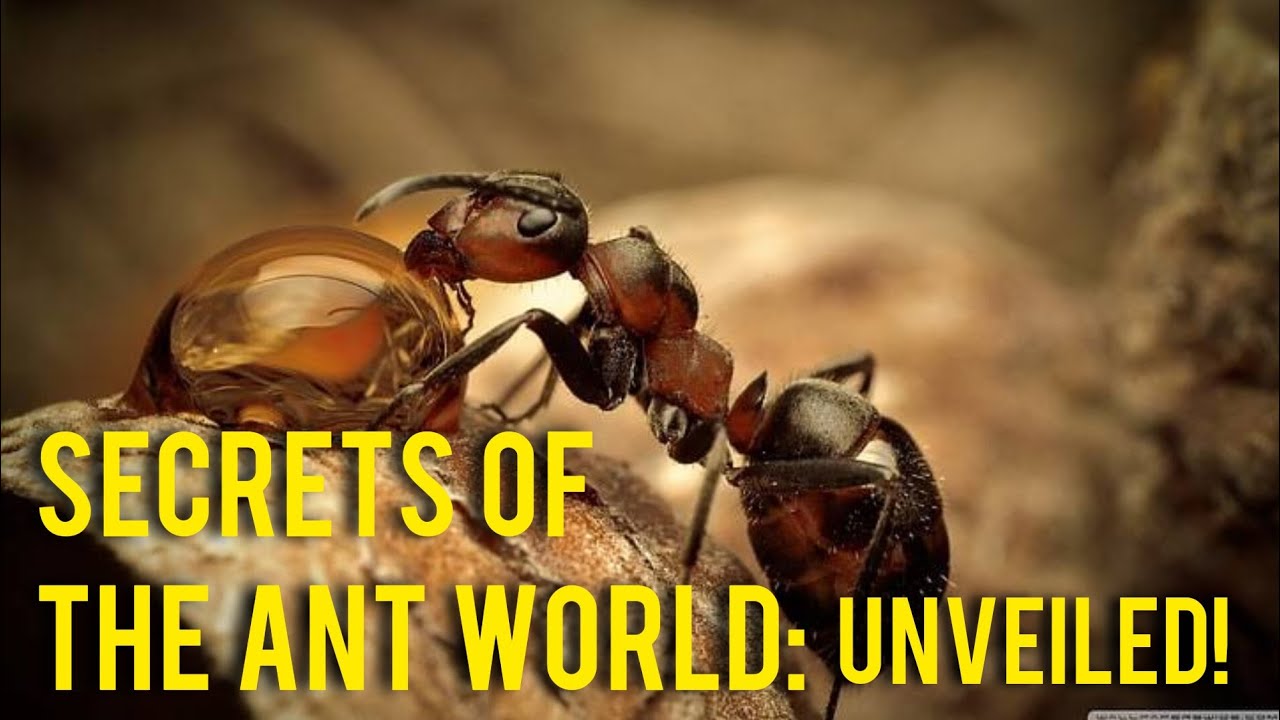 Secrets of the Ant World: Unveiled! | M E M O Version - YouTube