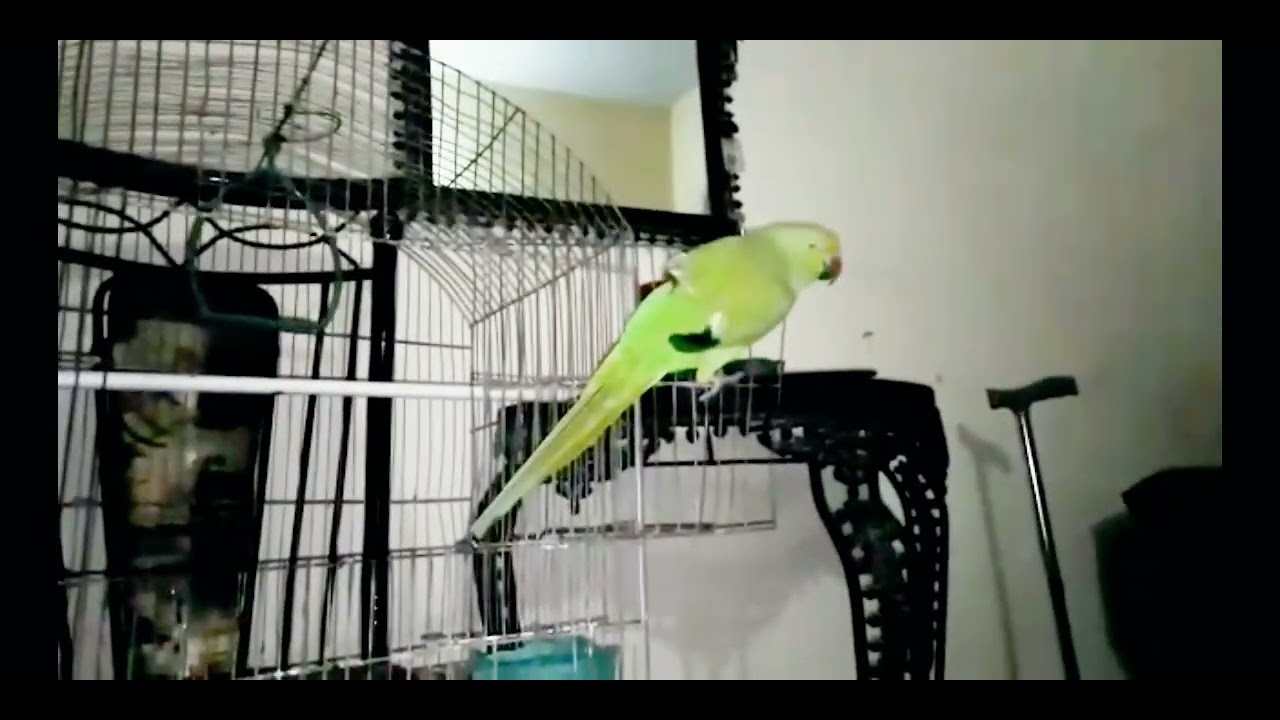 Talking parrots, mitho beta in full mood, #viral #youtube #ringneck # ...