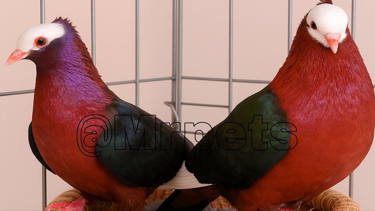 Beautiful Fancy Pigeons: Best Breeds & Farm Footage Compilation (Bird ...