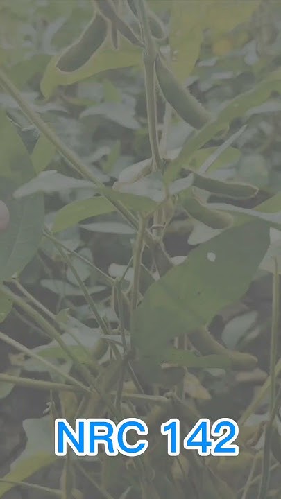 Soyabean NRC 142 #dilipxyzvlog #agriculture #soyabin #farming #nature #soybeanfarming #song # ...