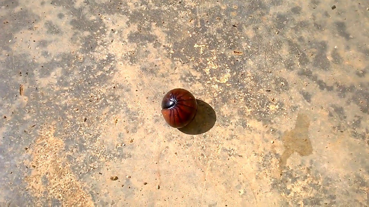 insect which will becomes roll as a ball when touced, - YouTube