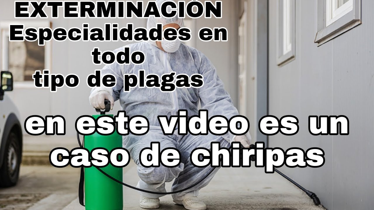 EXTERMINACIÓN y elimacion de plagas en este video o caso es de chiripas ...