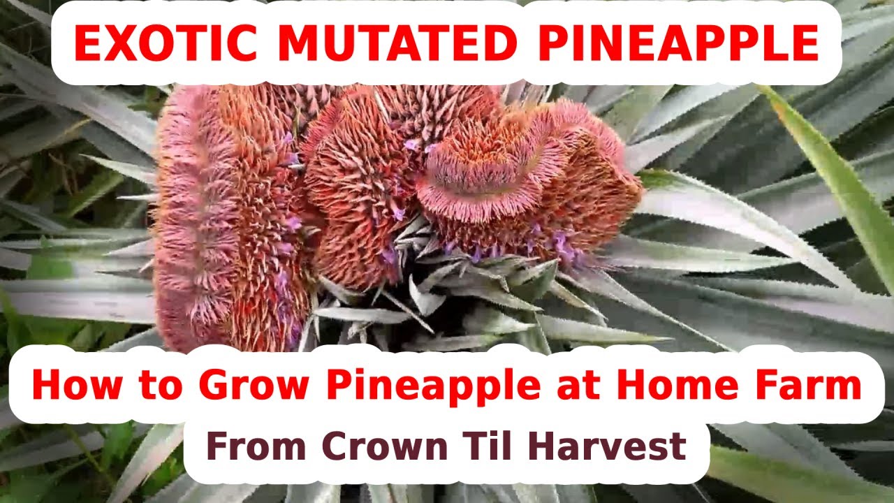 How To Grow Pineapple At Home Farm From Crown Til Harvest (EXOTIC ...