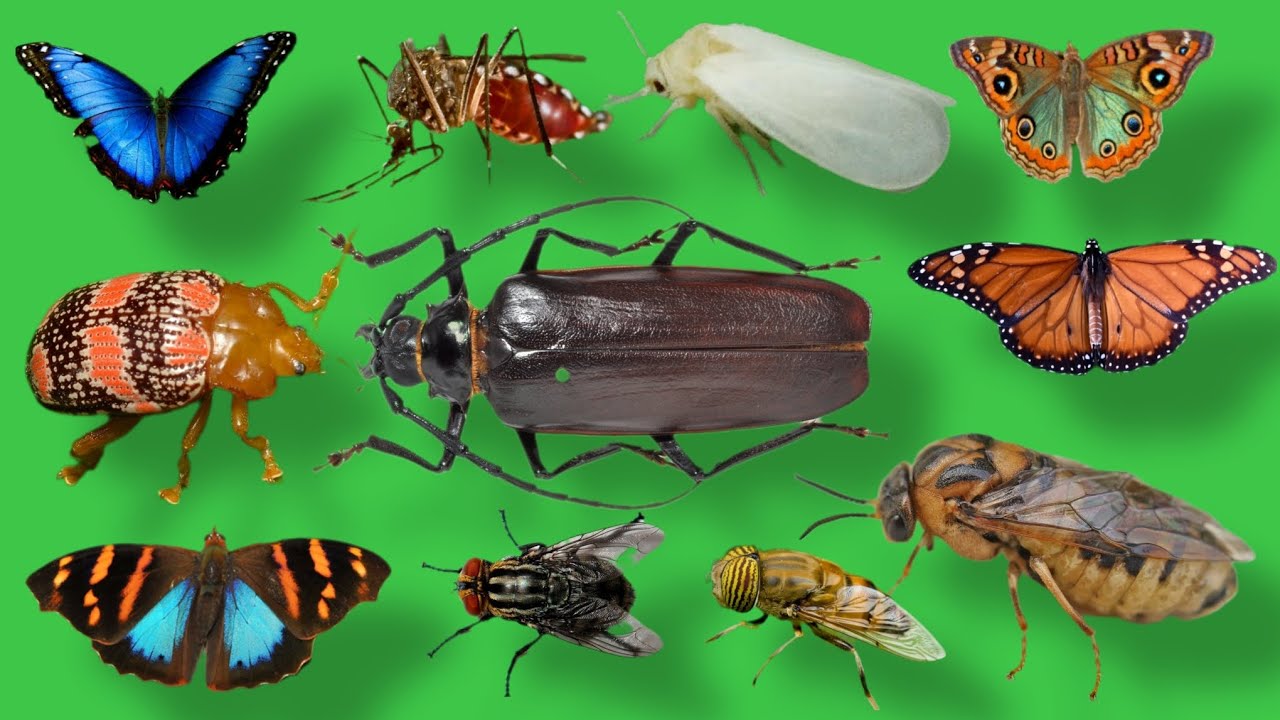NOMBRES DE INSECTOS QUE EMPIEZAN CON LA LETRA M 🪳🐛🦗 - YouTube