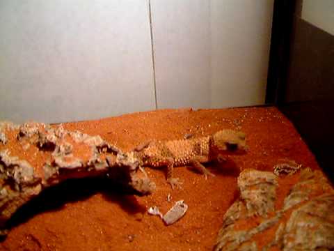 Nephrurus Wheeleri Cinctus - YouTube