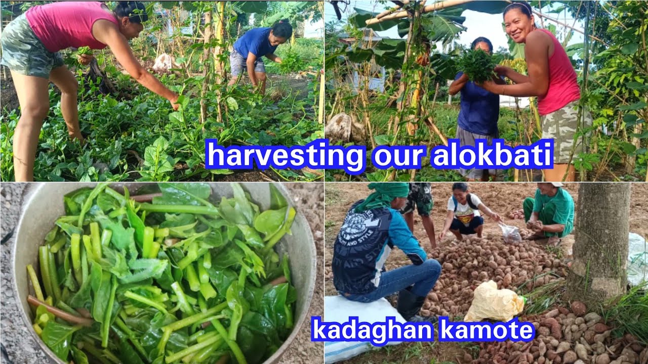 pagka daghan sa among na harvest gulay,karon pako inon unan gulay - YouTube