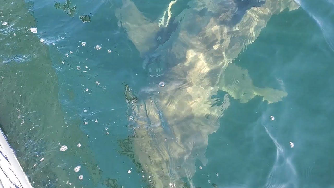 GREAT WHITE SHARK - CLOSE TO SHORE - FLORIDA!!! APRIL 2021 - YouTube