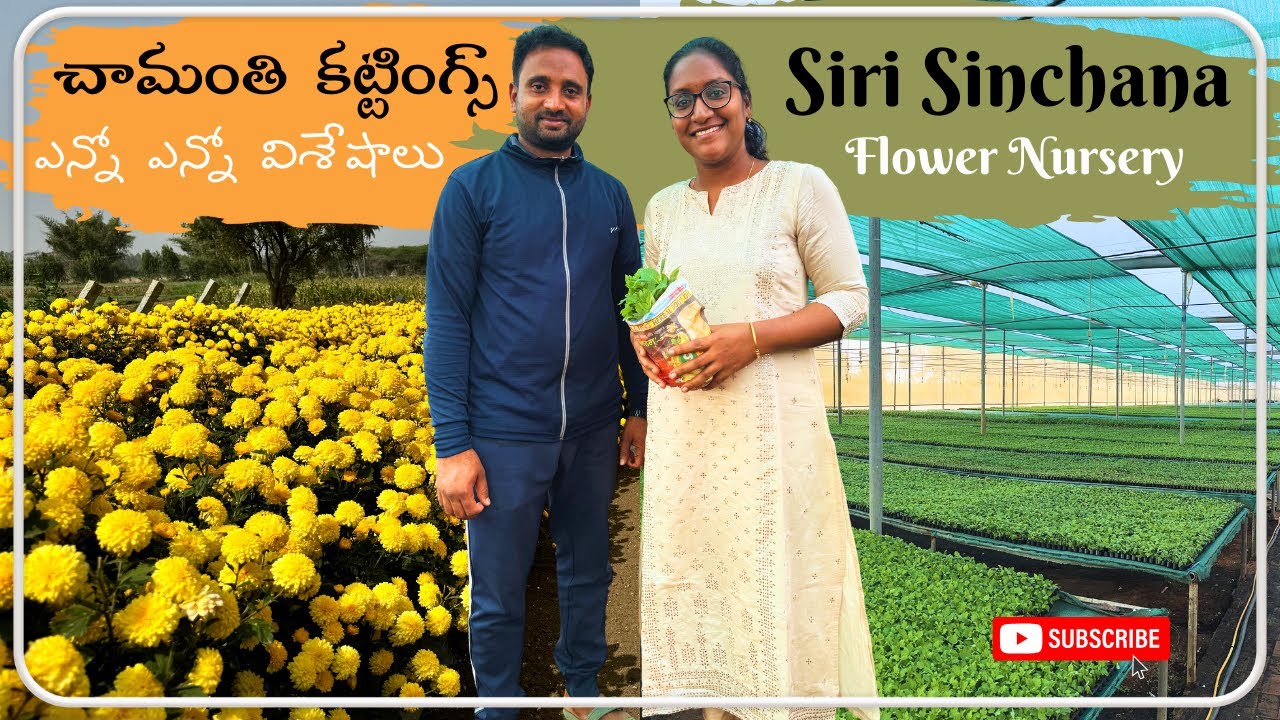 చామంతి మొక్కలు గురించి మీరు ఎంతో నేర్చుకుంటారు | Informational video ...