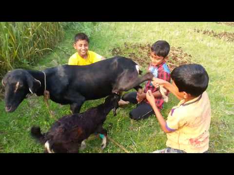 goats milk.most crazy!Oh My God!Best ever goat milking boys raw goat milking  goat milking.think