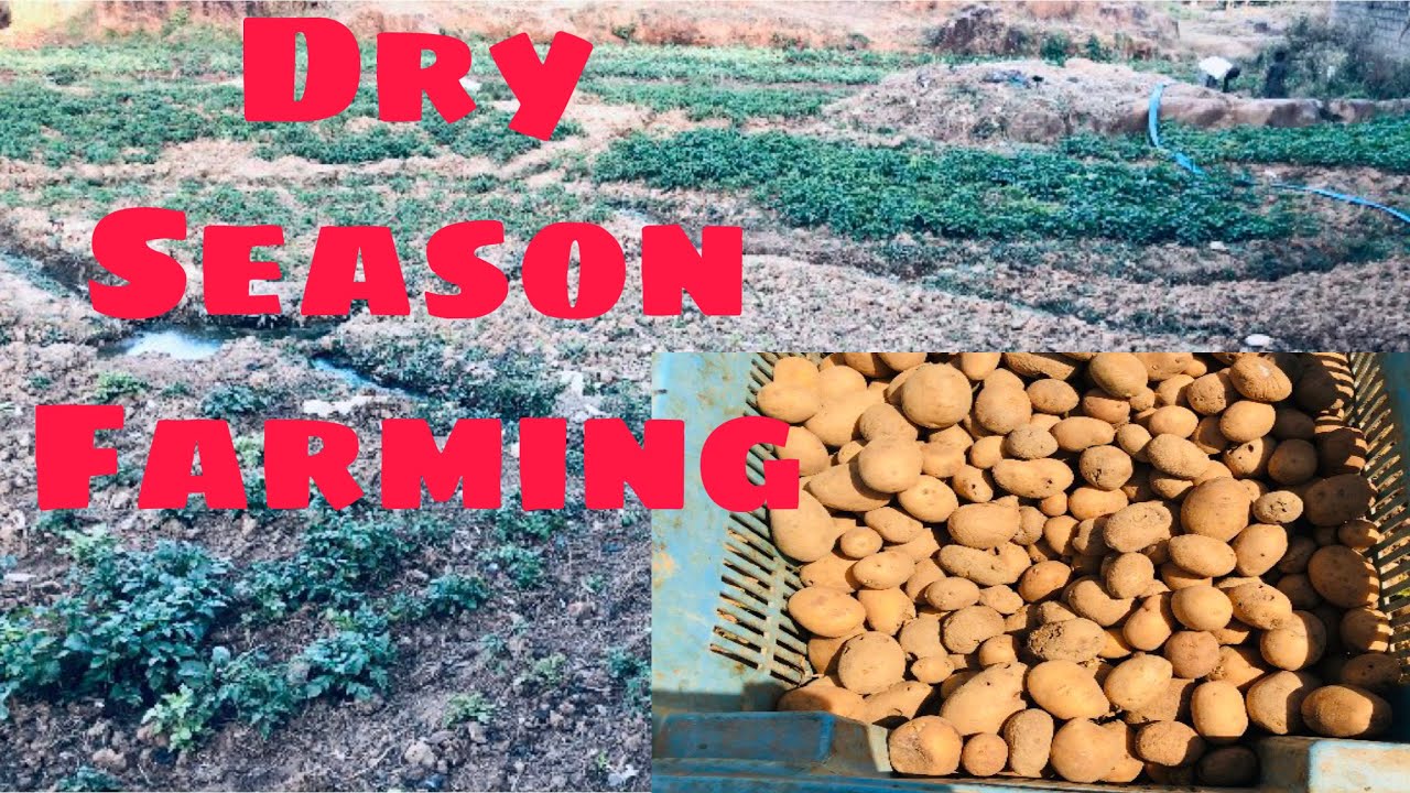 Planting Irish Potatoes in My House Compound // Dry season farm // # ...